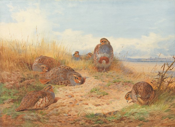 Archibald Thorburn Paintings for Sale - Artist - Richard Green